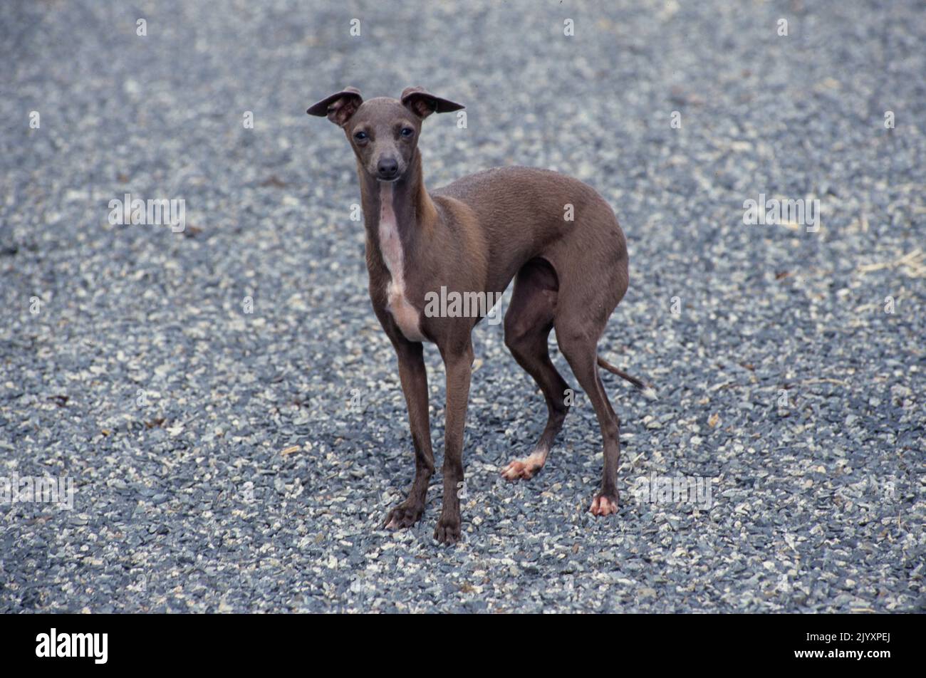 Italian greyhound standing hi-res stock photography and images - Alamy