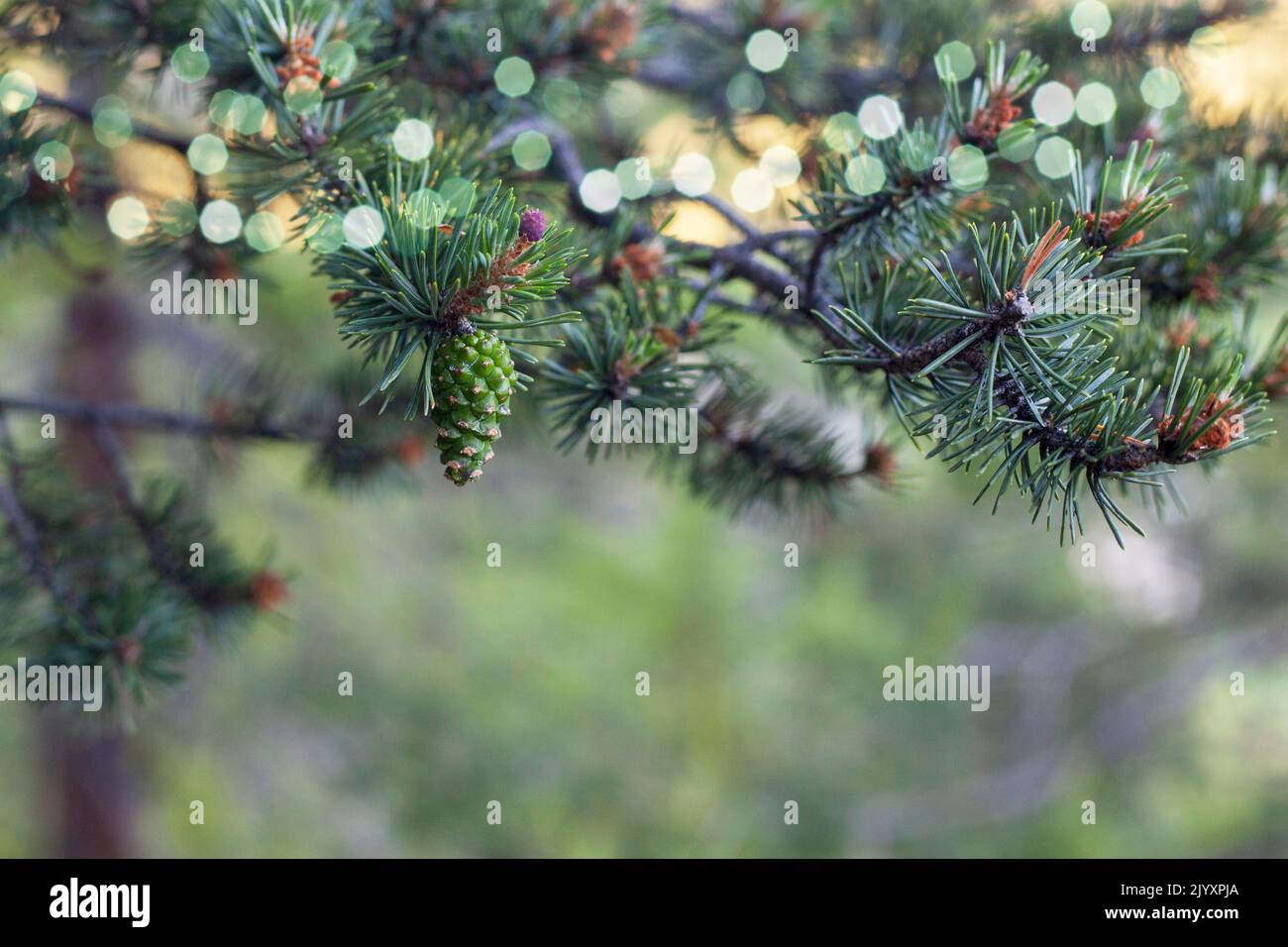 Small cones of a conifer tree hi-res stock photography and images - Alamy