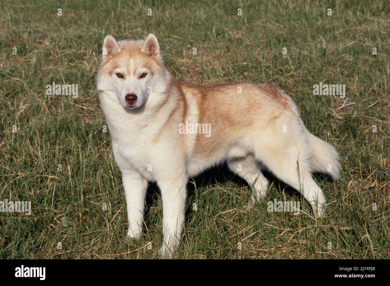 Siberian Husky standing in grass field looking at camera Stock Photo ...