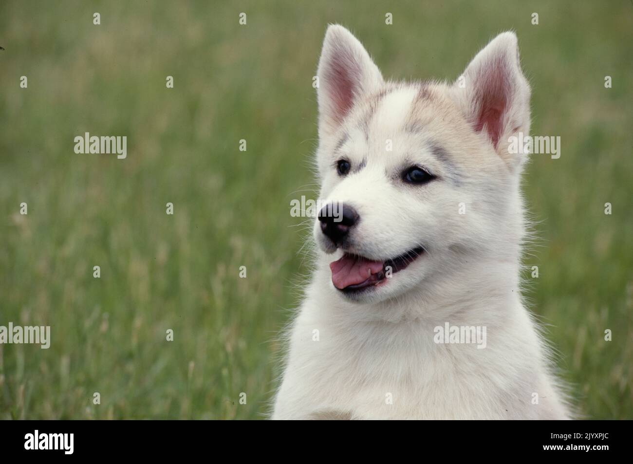Siberian husky puppy field hi-res stock photography and images - Alamy