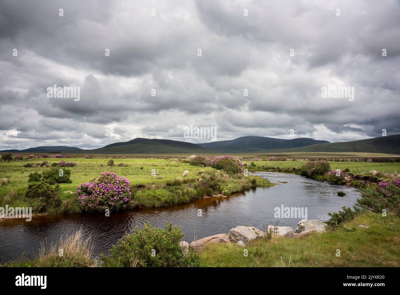 Wild flowering rhododendron at the riverbed of Owenduff River in ...