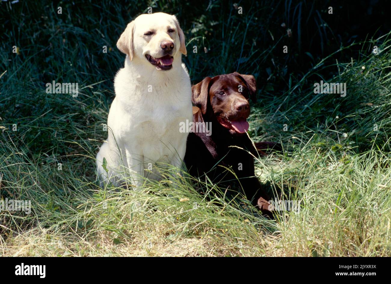 Labs together in bush Stock Photo - Alamy