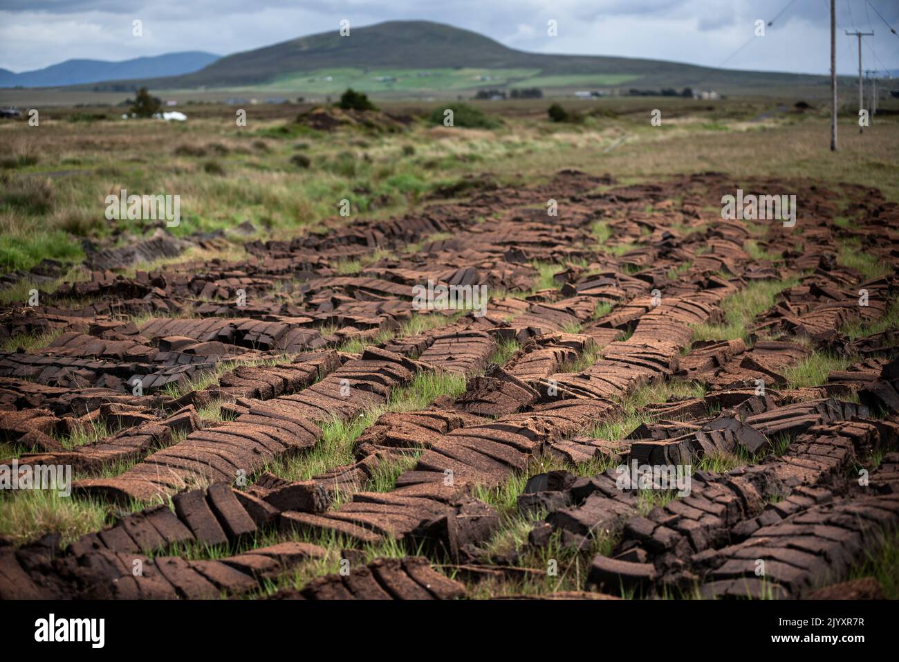 Machine-cut turf is drying in a ro Stock Photo - Alamy