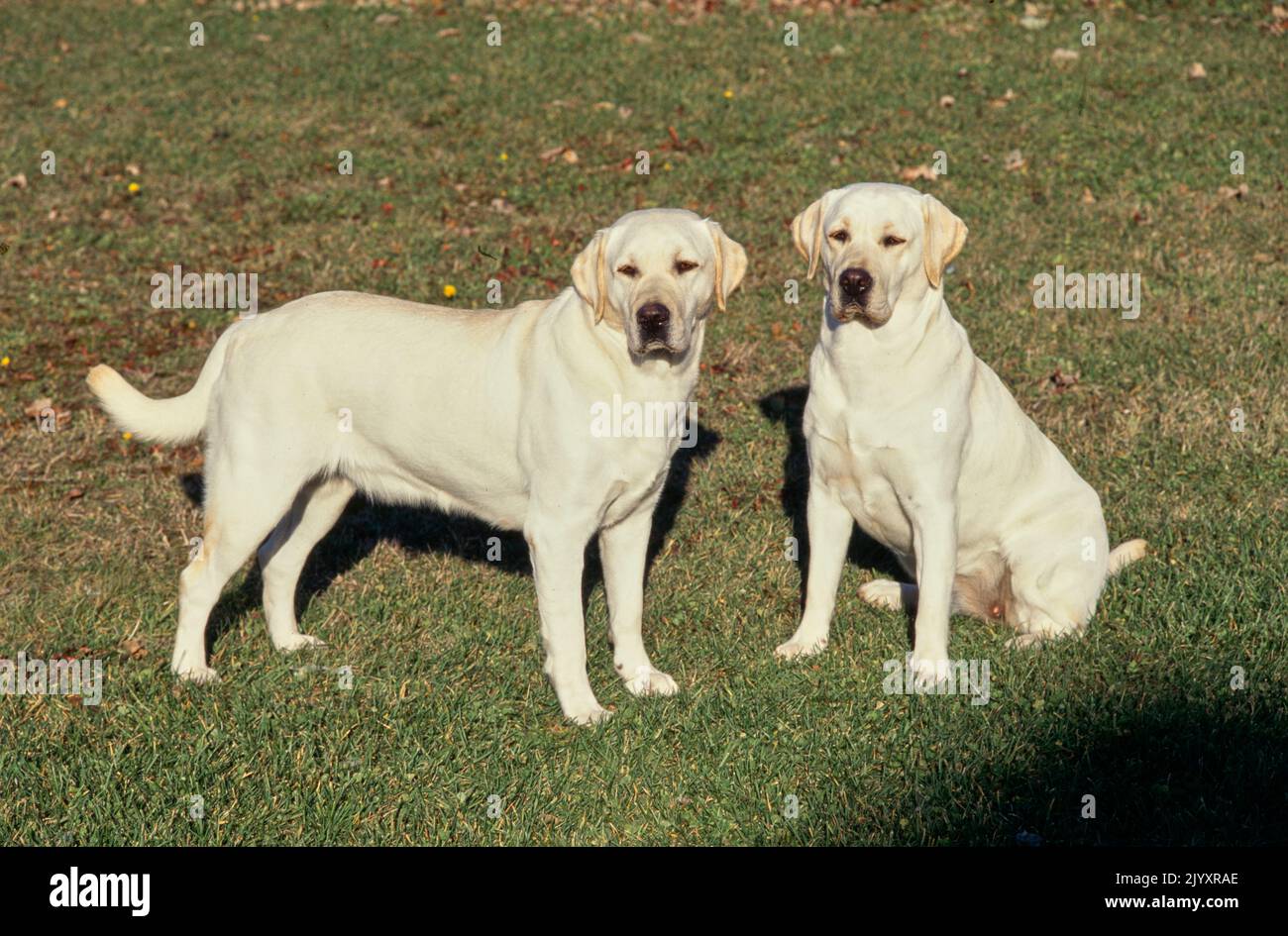 Yellow Labs in grass Stock Photo - Alamy