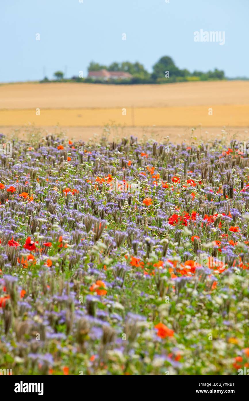 Phacelia tanacetifolia and poppy field in Kent, England, UK Stock Photo ...