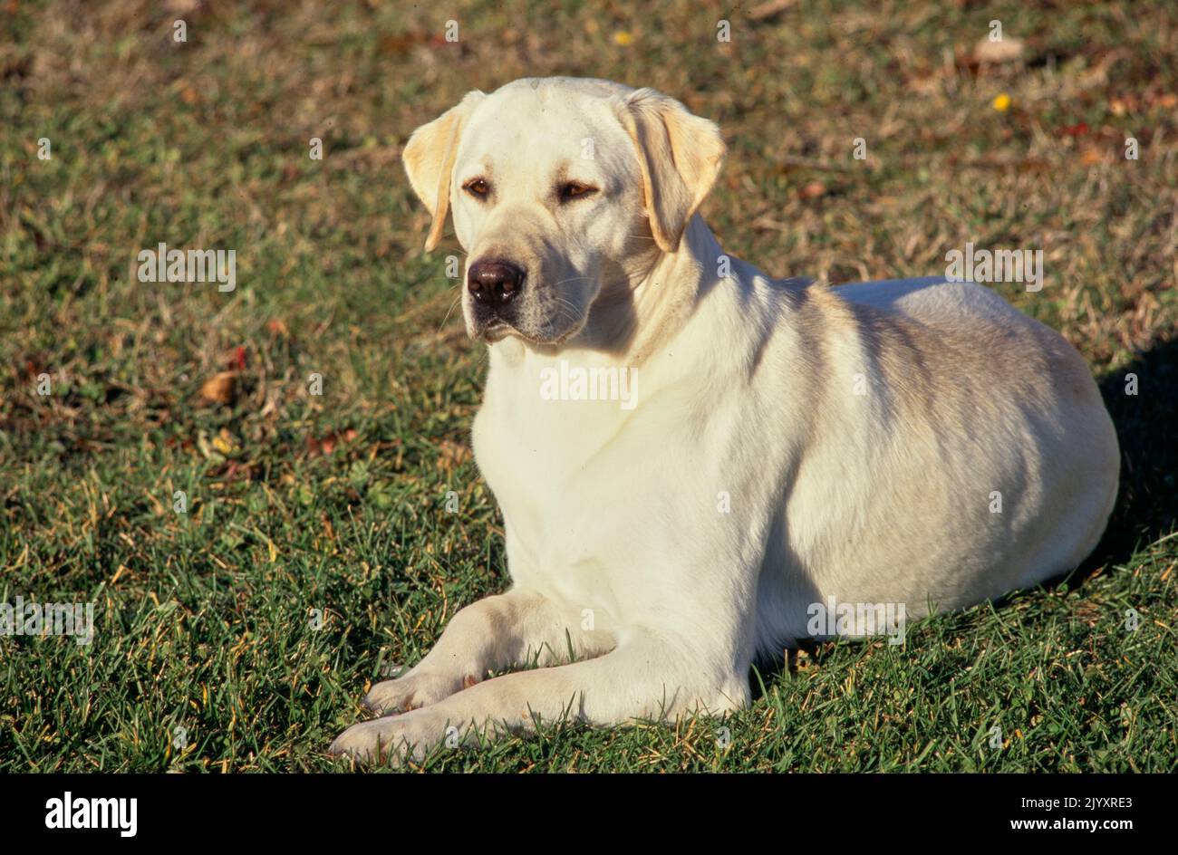 Yellow Lab laying in grass Stock Photo - Alamy