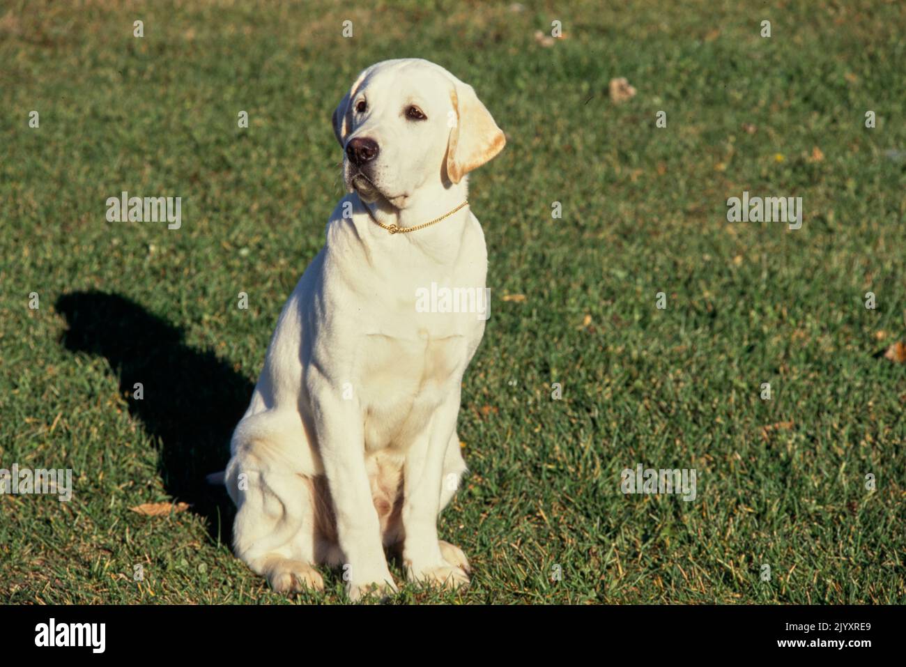 Yellow Lab in grass Stock Photo - Alamy