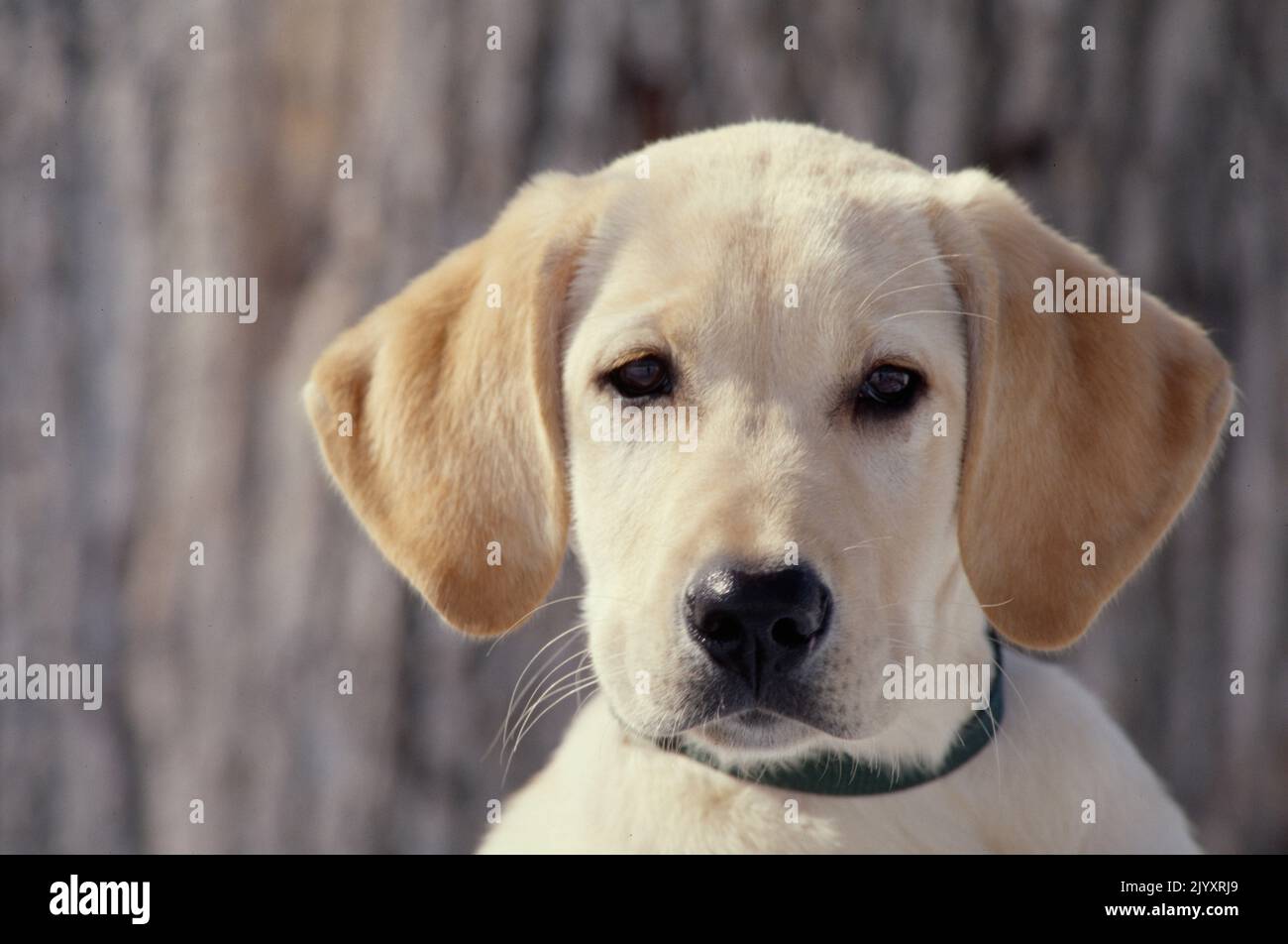 Yellow Lab puppy in front of tree trunk Stock Photo - Alamy