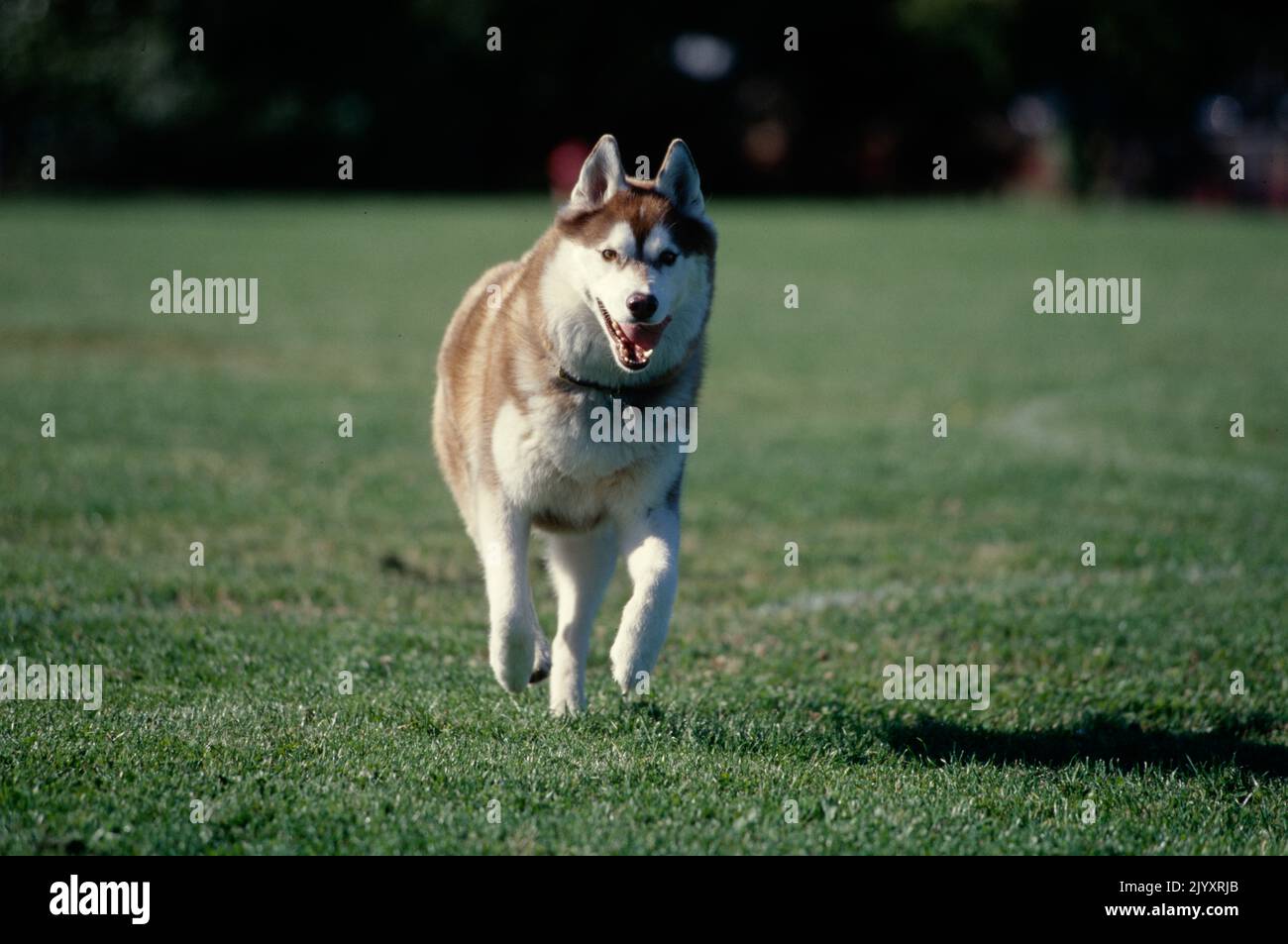 Husky running hi-res stock photography and images - Alamy