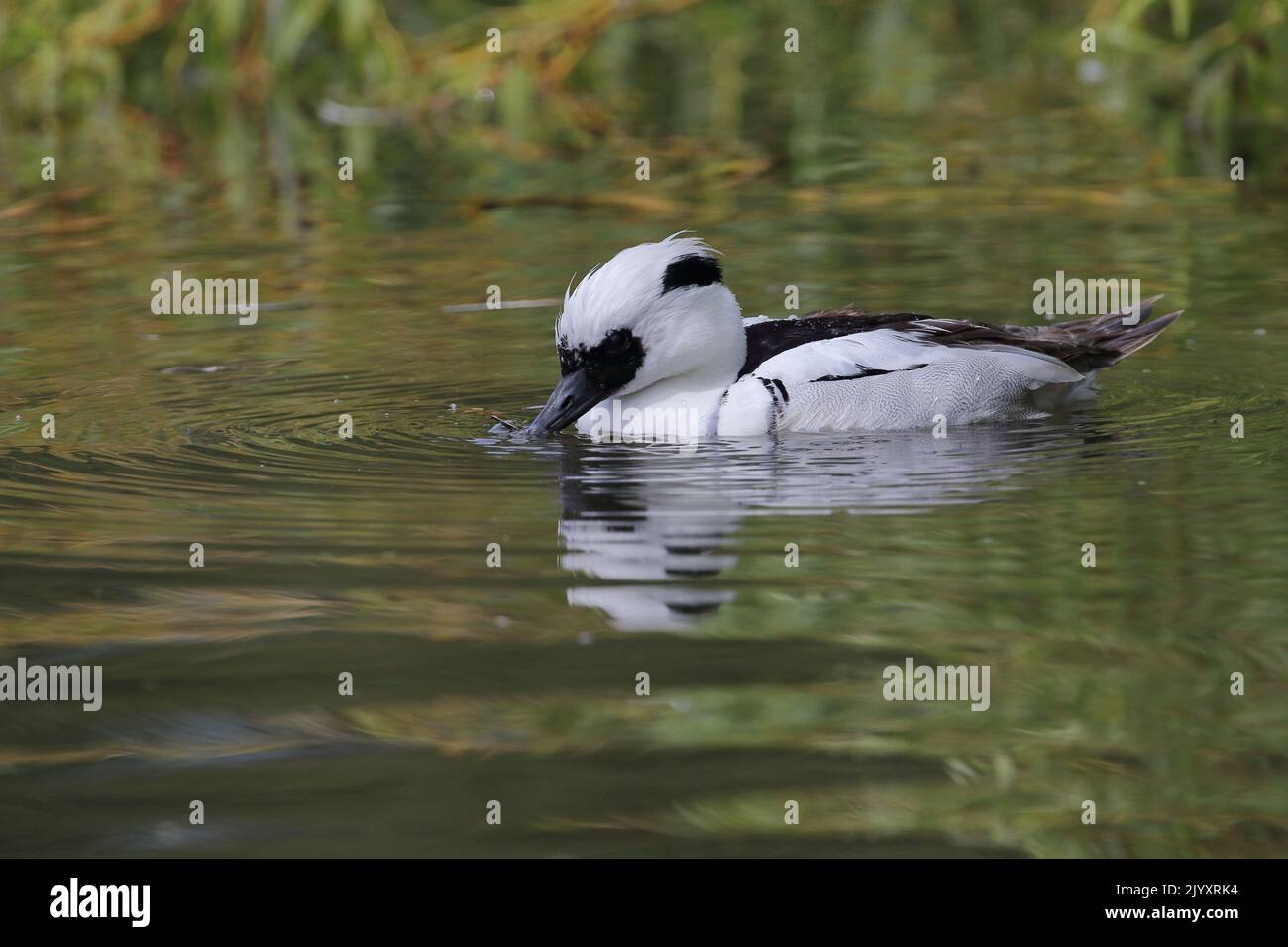 Male smew is a small compact diving duck with a delicate bill. The male ...