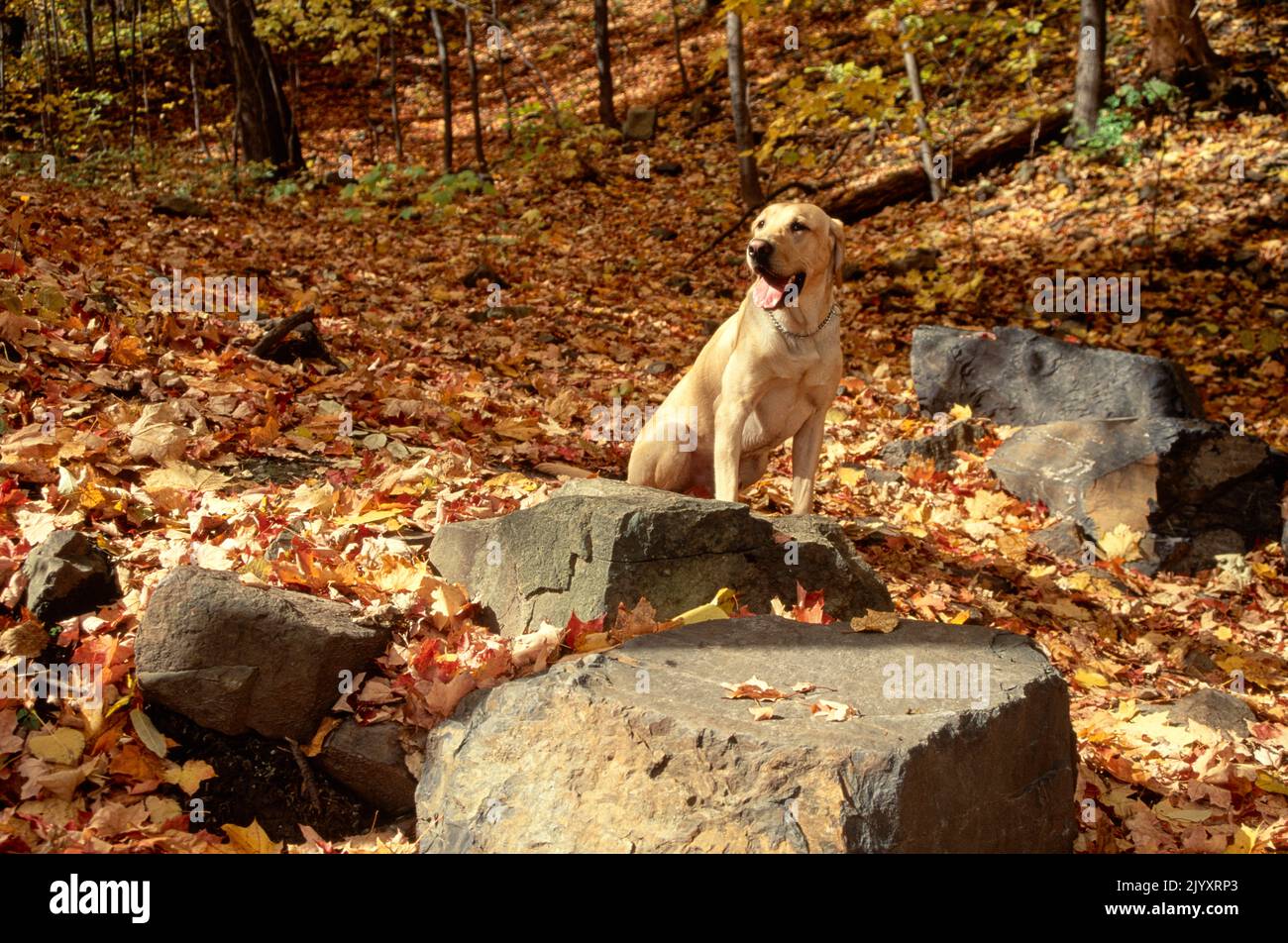 Yellow Lab on rock in forest Stock Photo - Alamy