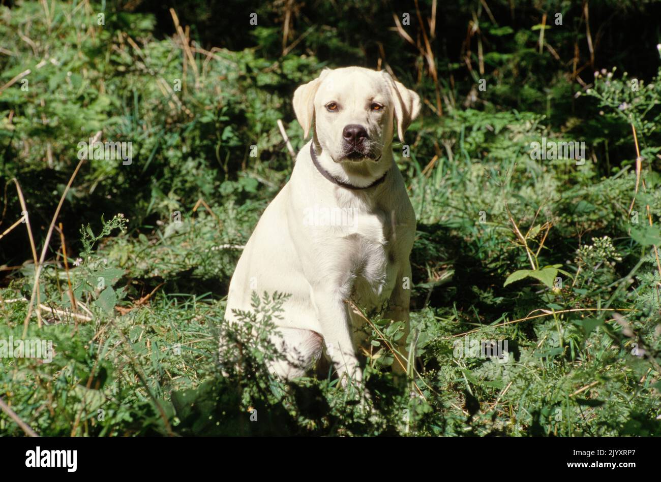 Yellow Lab in bushes Stock Photo - Alamy