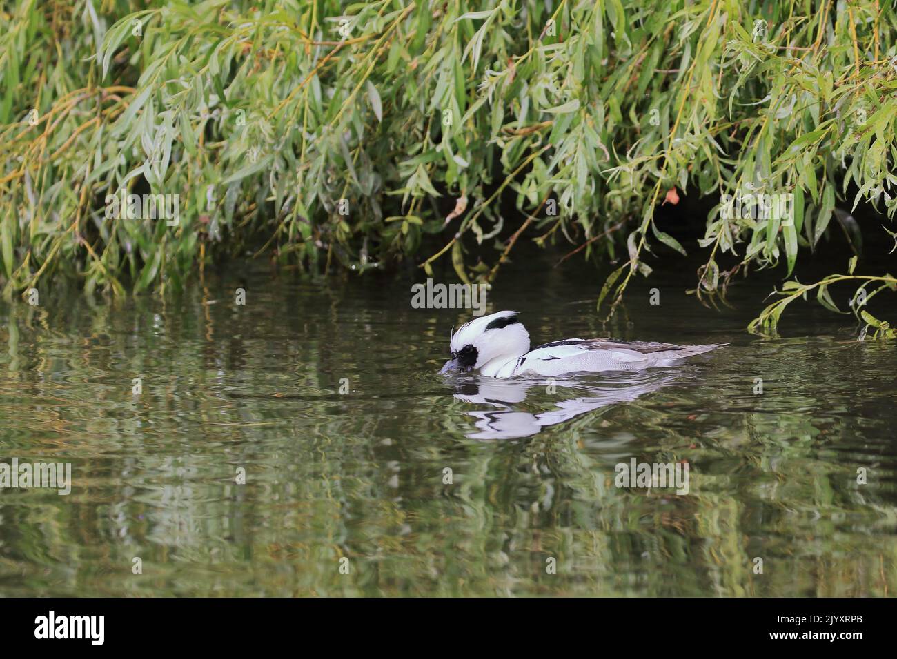Male smew is a small compact diving duck with a delicate bill. The male ...