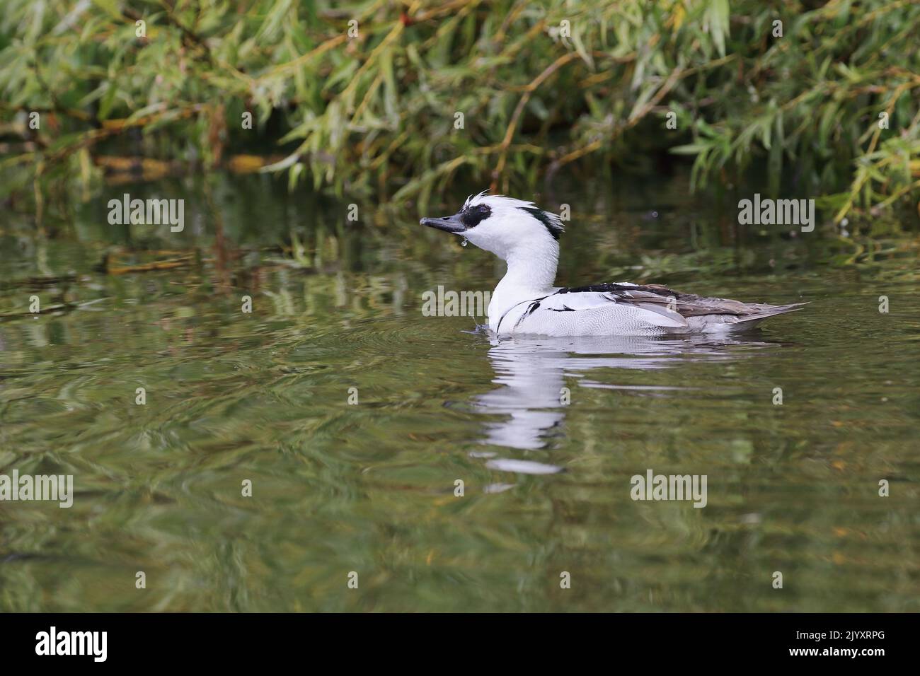 Male smew is a small compact diving duck with a delicate bill. The male ...