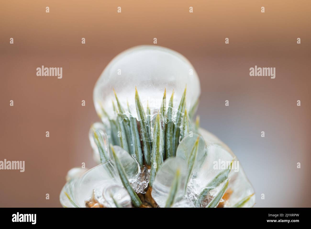Macro photo of needles with thick layer of ice. Icing freezing rain ...