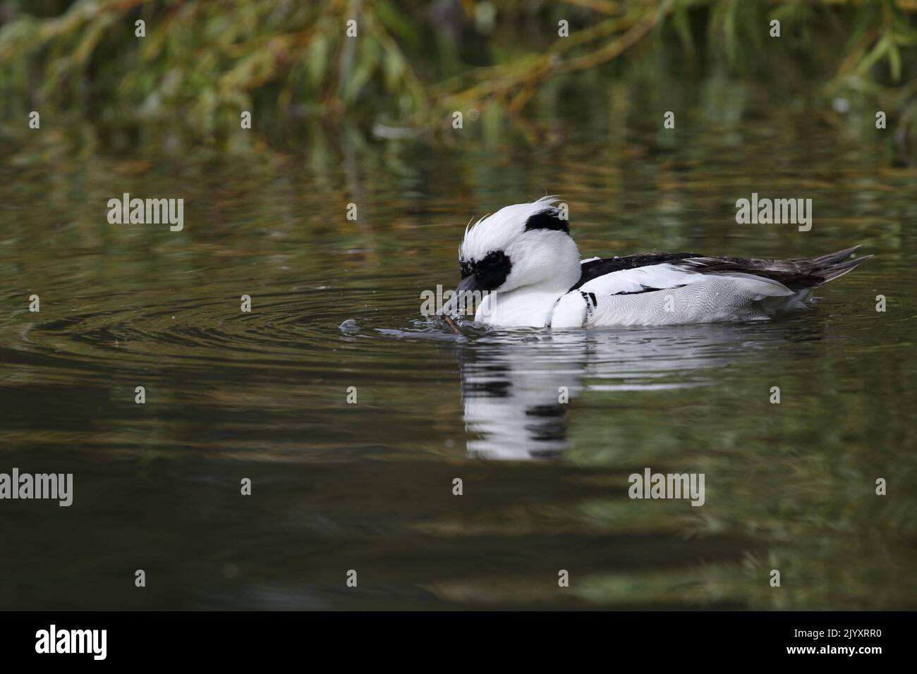 Male smew is a small compact diving duck with a delicate bill. The male ...