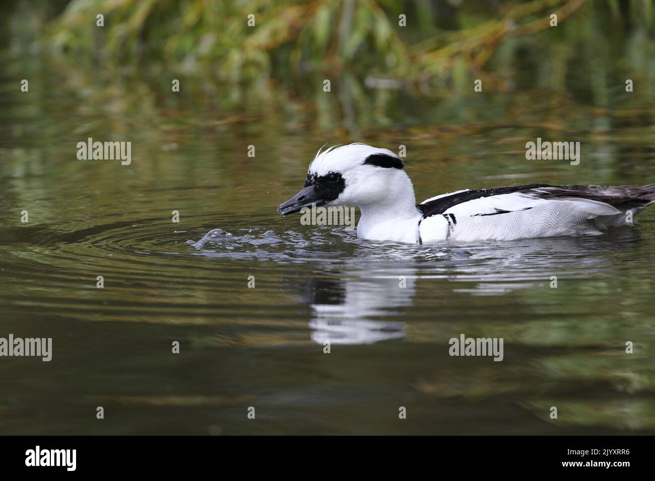 Male smew is a small compact diving duck with a delicate bill. The male ...