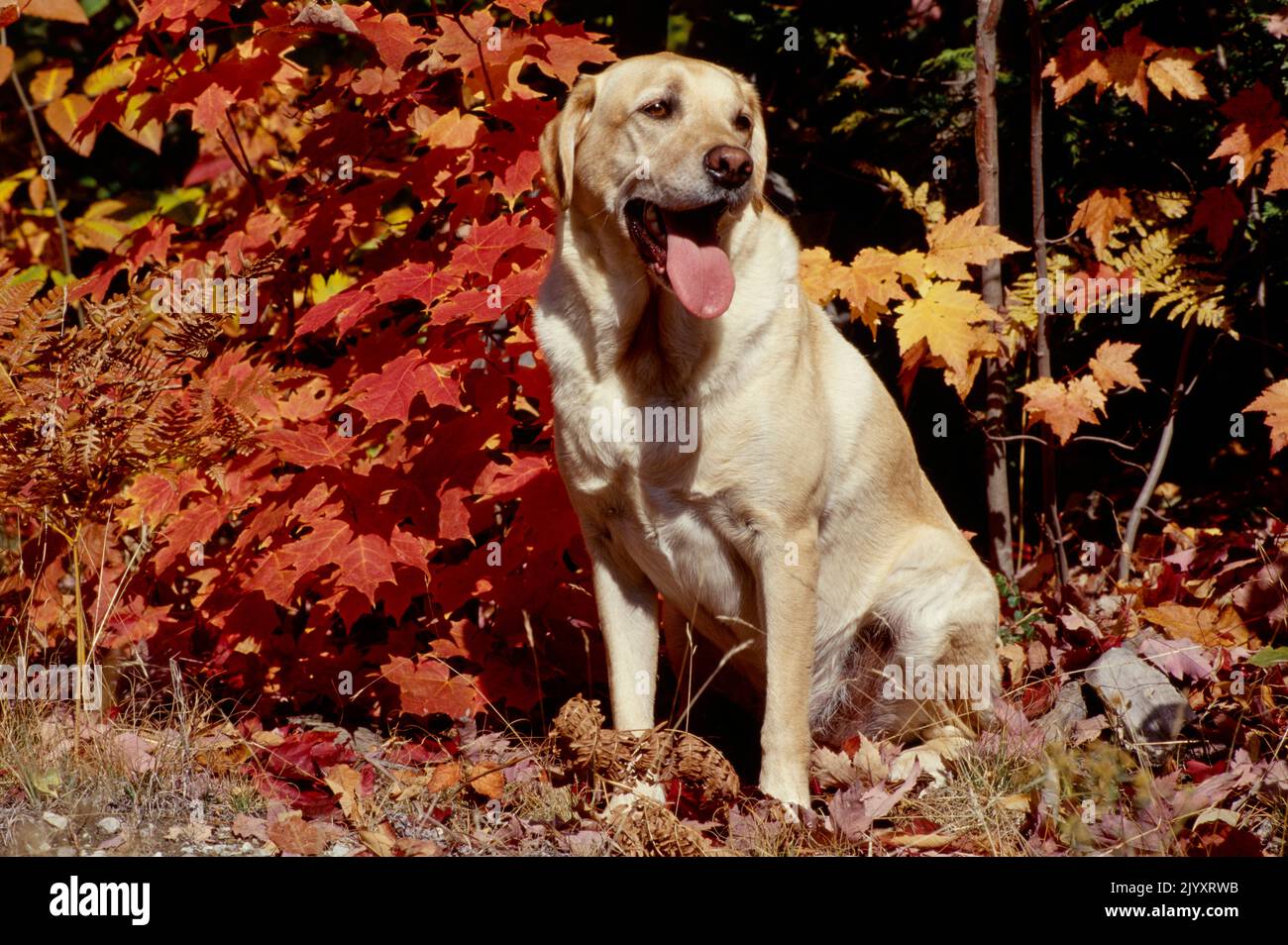 Yellow Lab in bushes with mouth open Stock Photo - Alamy
