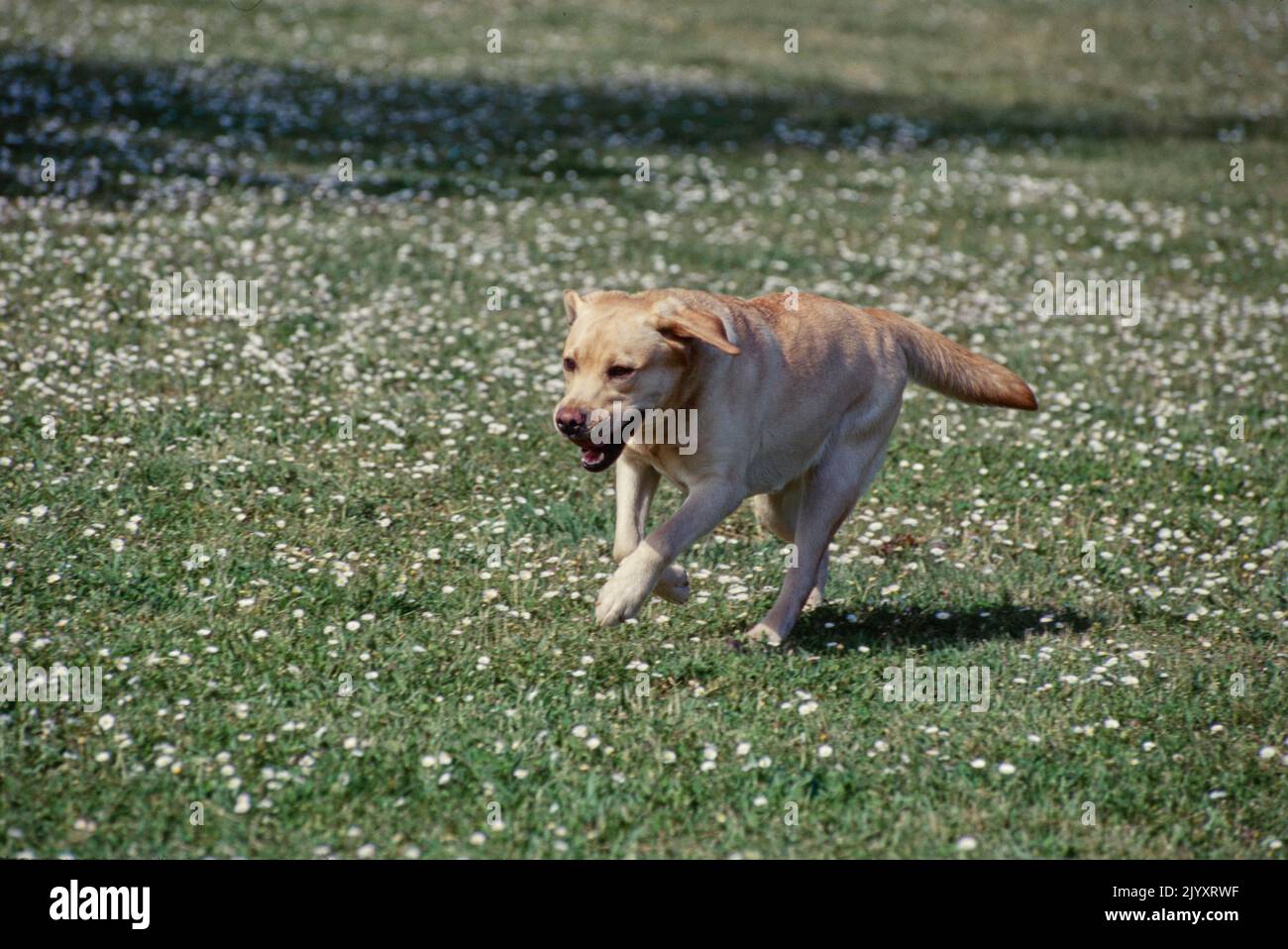 Yellow Lab puppy running in flower field Stock Photo - Alamy