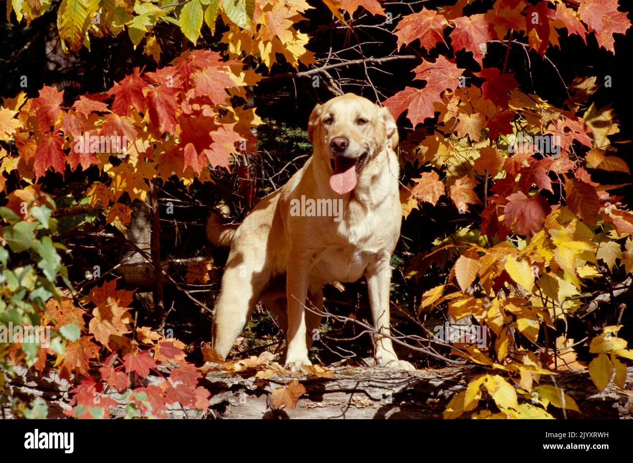 Yellow Lab in bush Stock Photo - Alamy