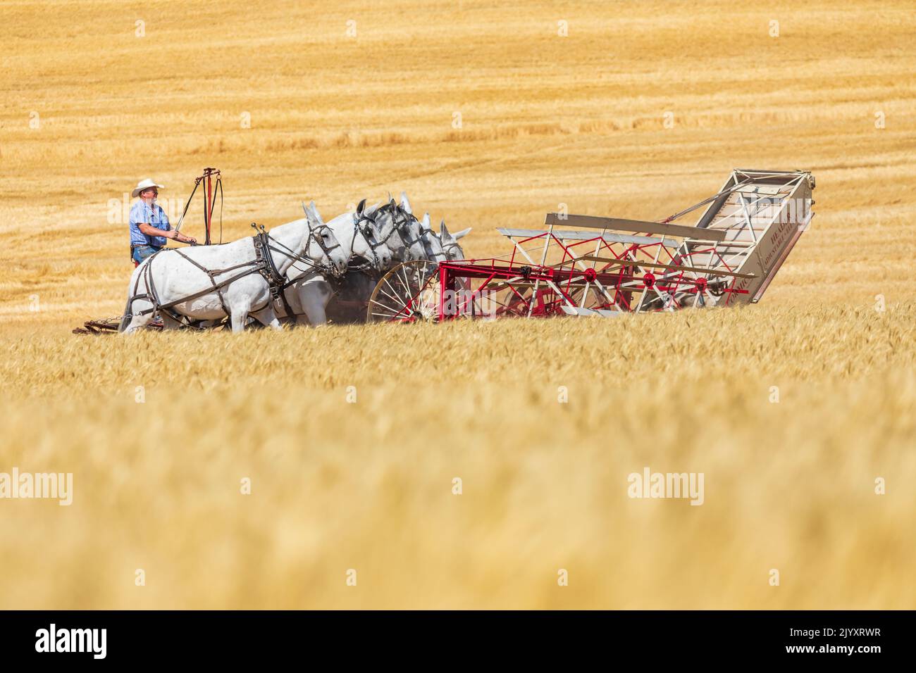 Wheat farm usa 2021 hi-res stock photography and images - Alamy