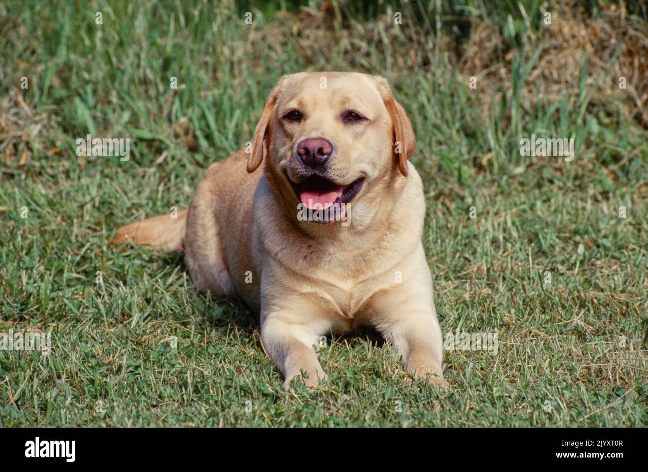 Yellow Lab laying in grass Stock Photo - Alamy