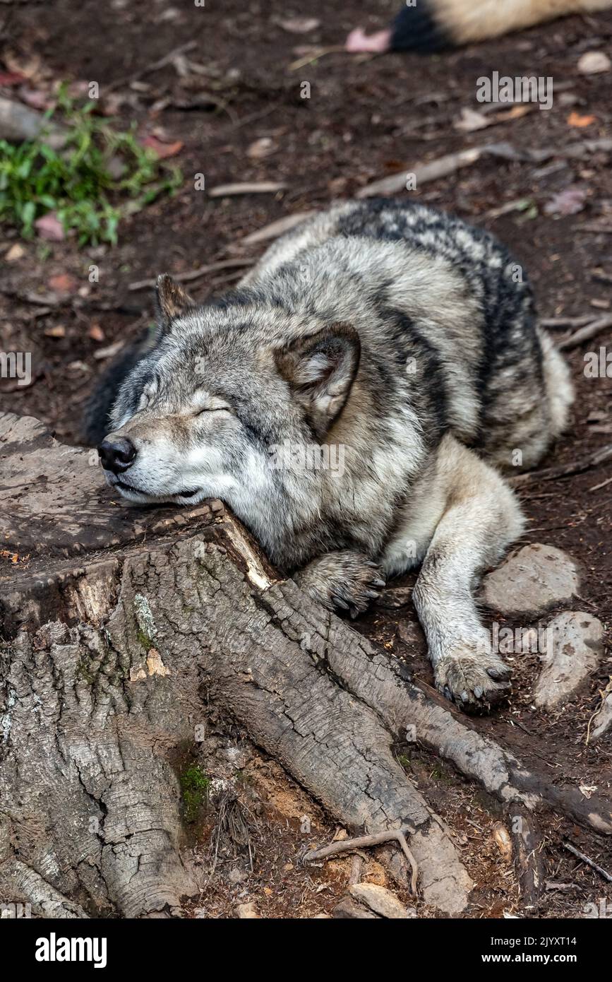 Wolf sleeping, grey wolf Stock Photo - Alamy