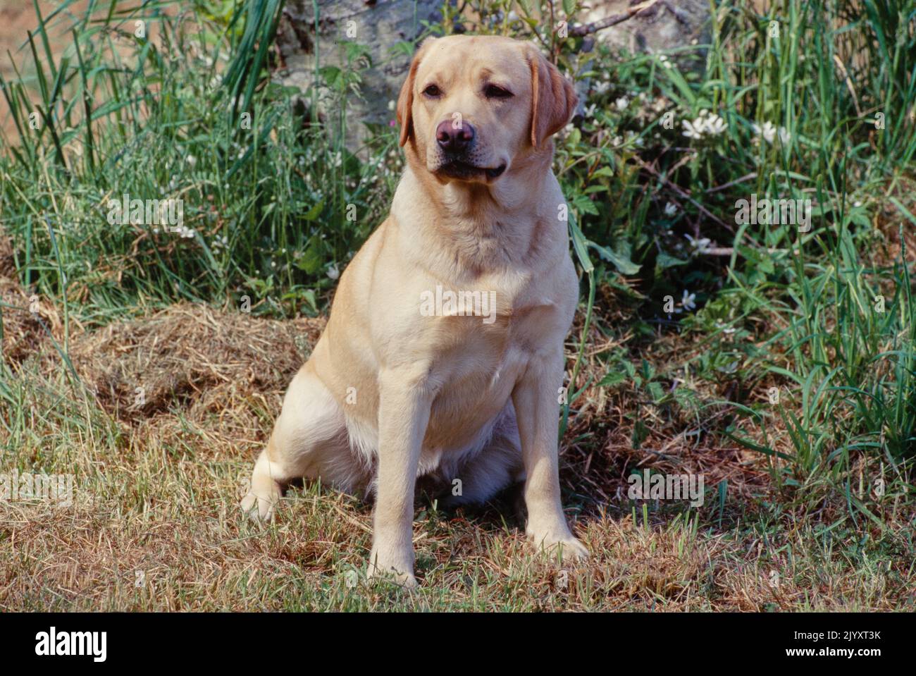 Yellow Lab sitting in bush Stock Photo - Alamy