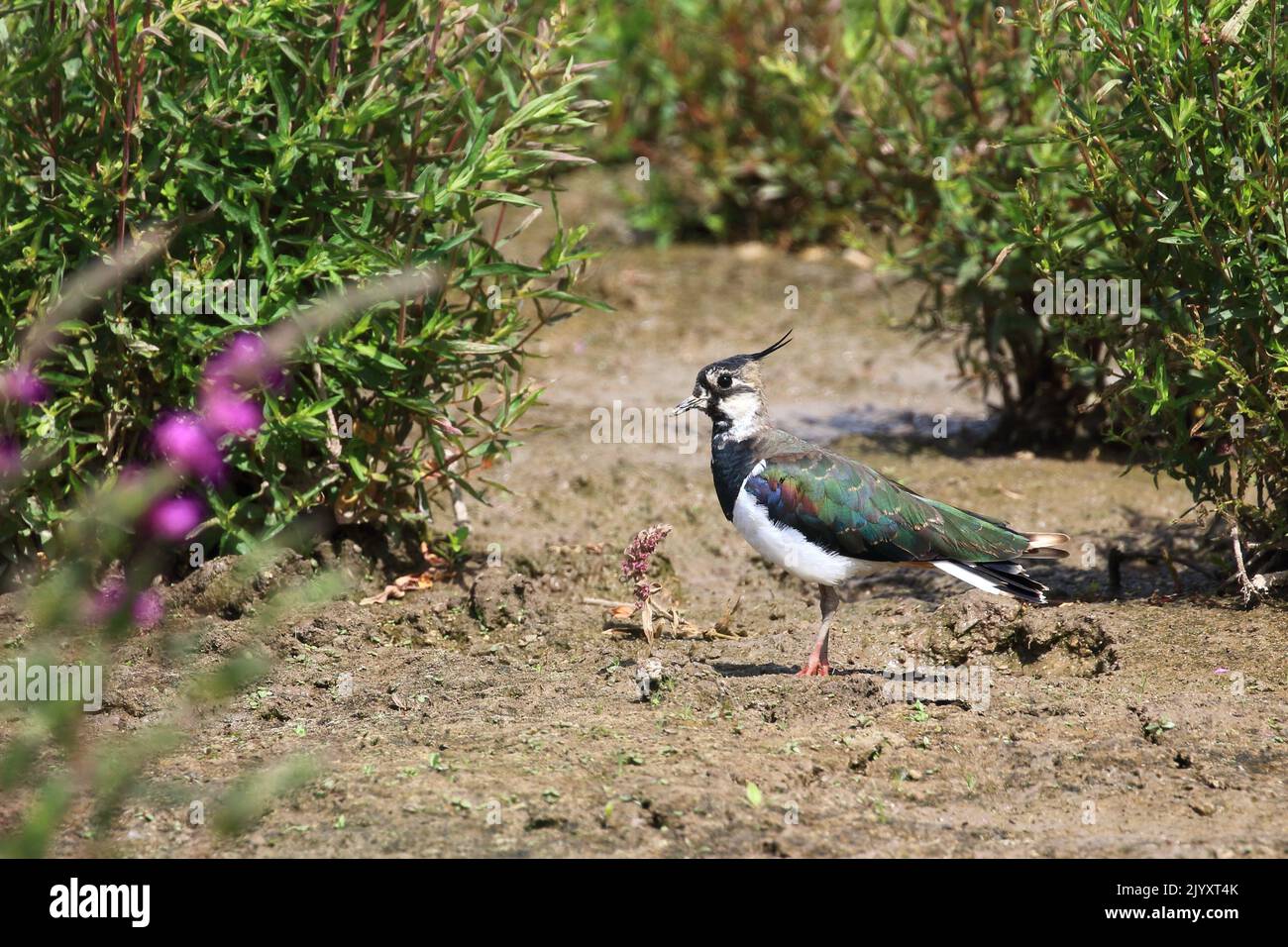 Lapwing, Vanellus vanellus at Slimbridge wetland wildlife reserve near ...