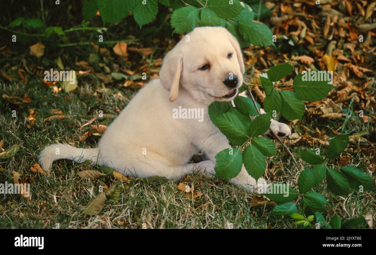 Yellow Lab puppy sitting next to tree branch Stock Photo - Alamy