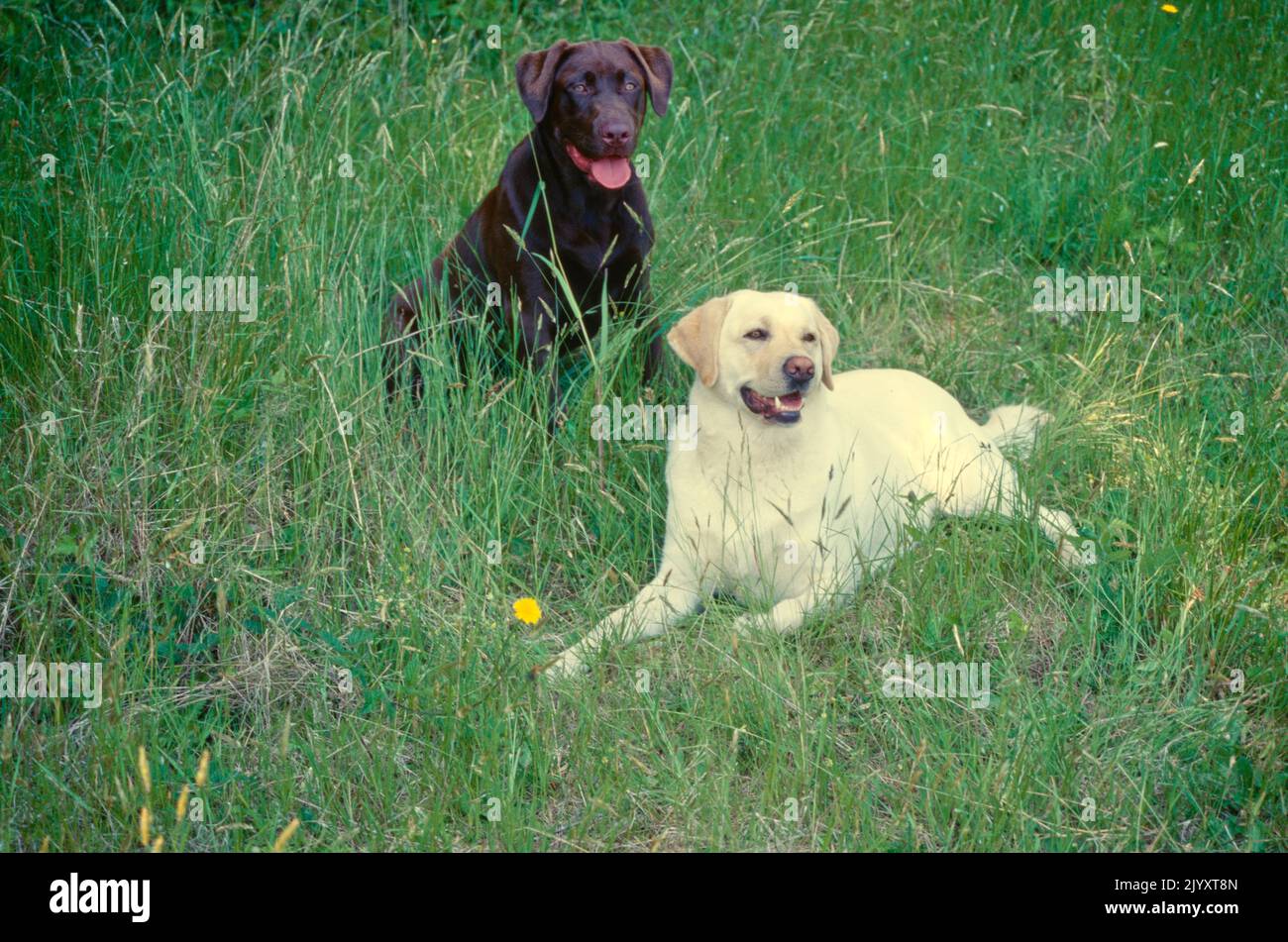 Labs together in tall grass field Stock Photo - Alamy