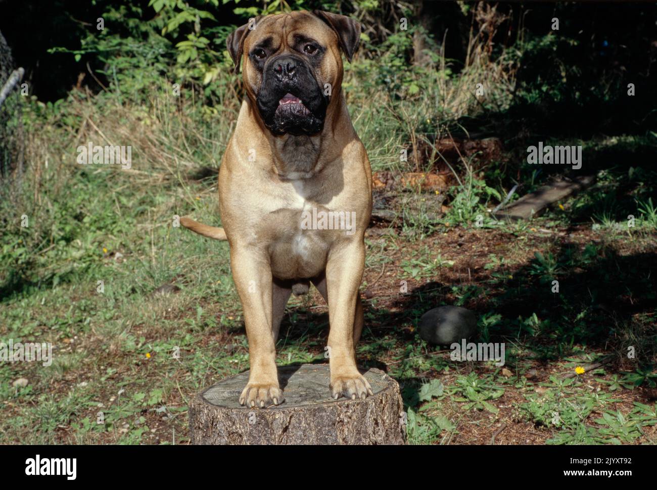 Tree of mastiff hi-res stock photography and images - Alamy