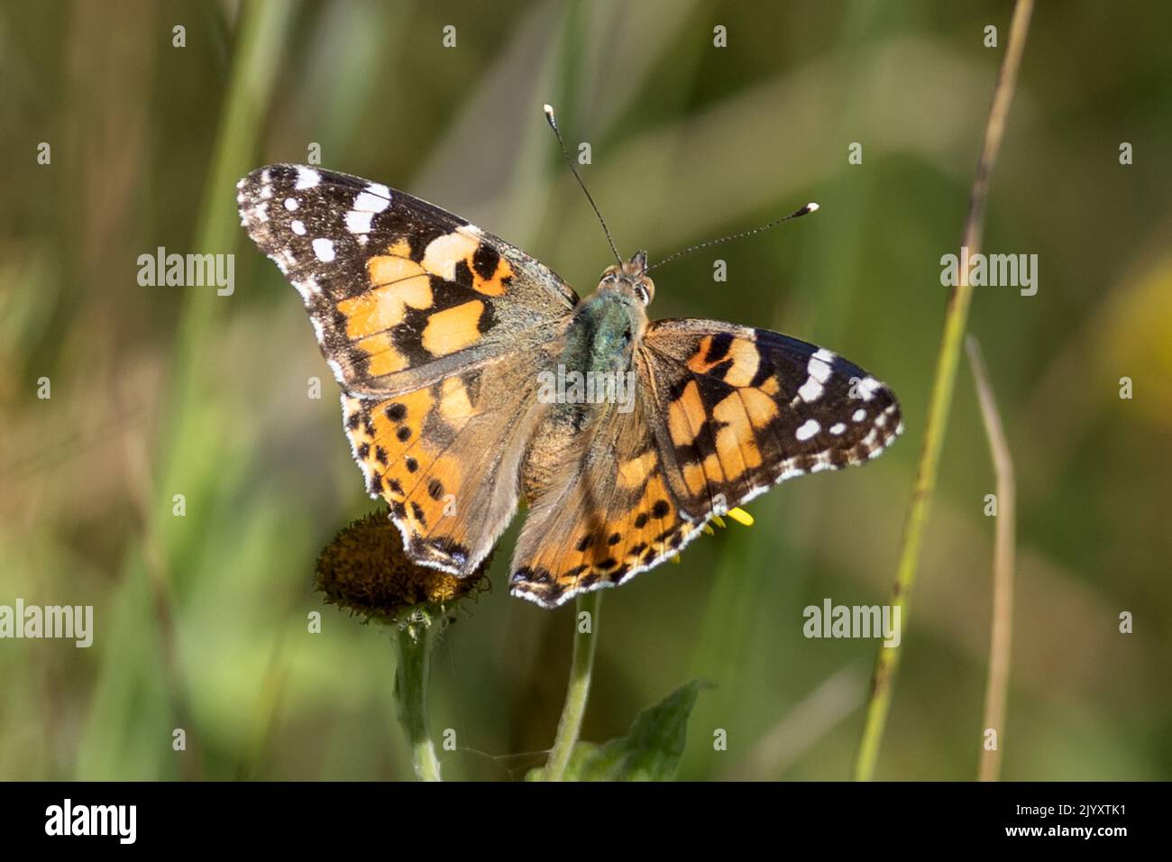 Painted Lady butterfly, upperwing, National Trust, Brownsea Island ...