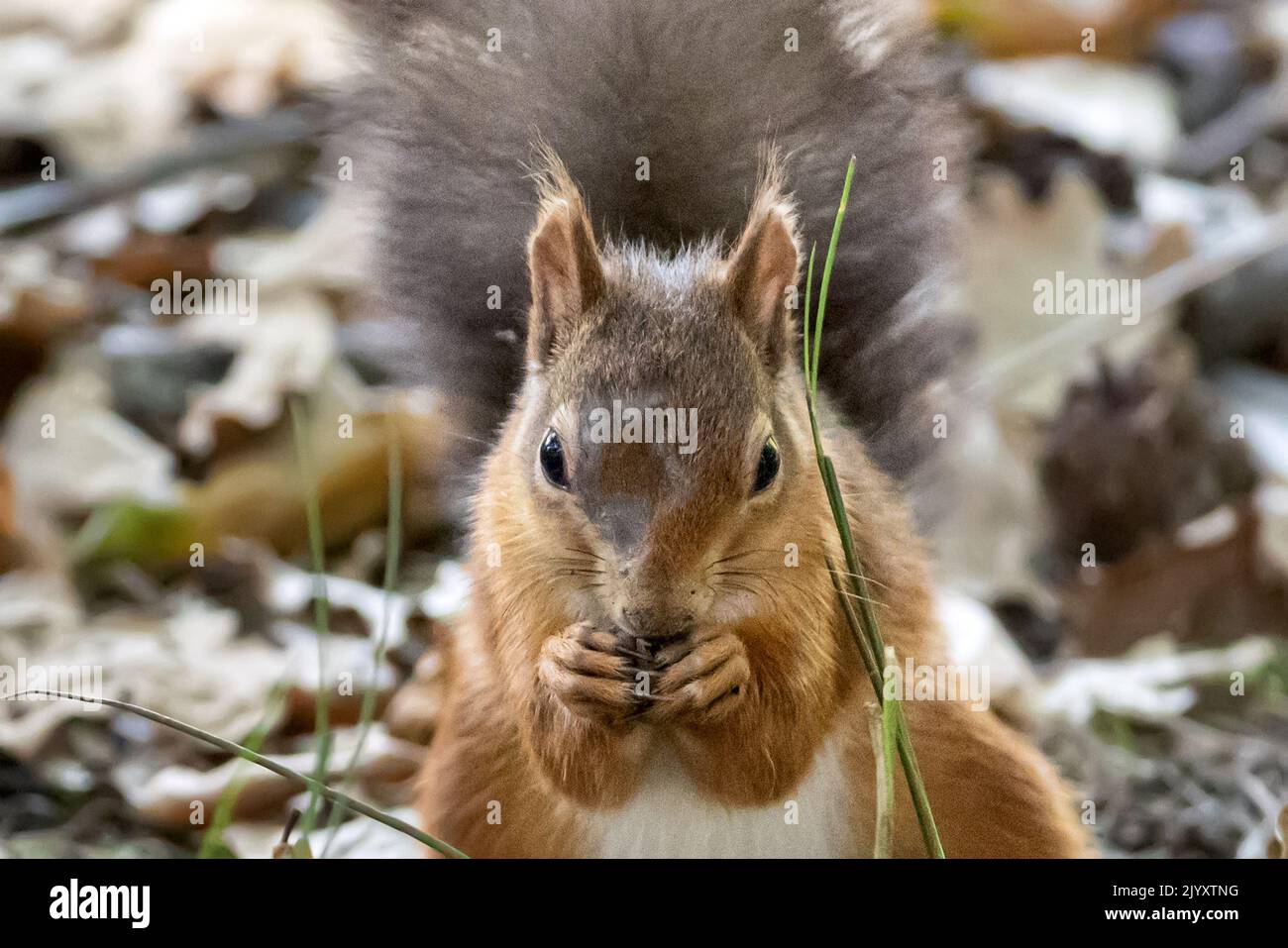Eating, Eurasian red squirrel, Sciurus vulgaris, National Trust ...