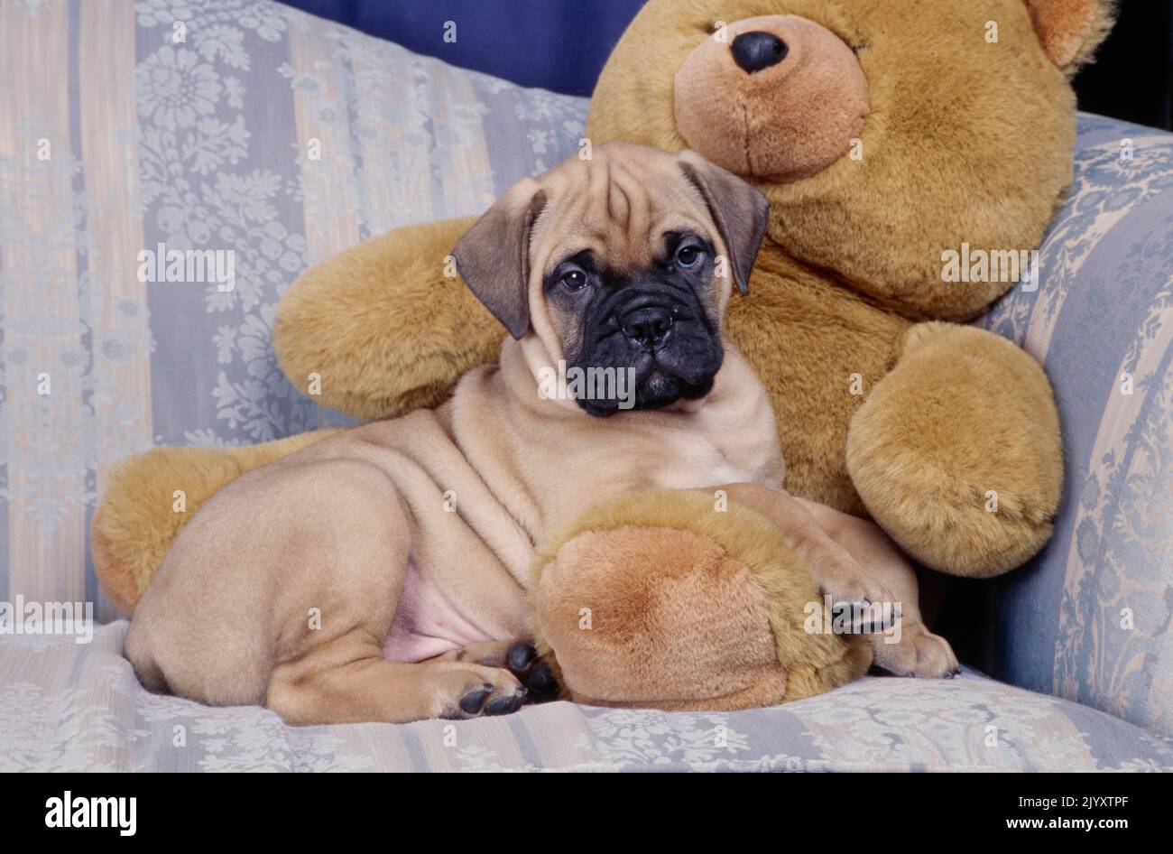 Mastiff puppy laying on stuffed animal on couch Stock Photo - Alamy