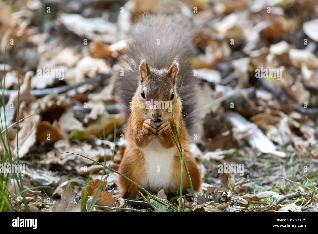 Eating, Eurasian red squirrel, Sciurus vulgaris, National Trust ...