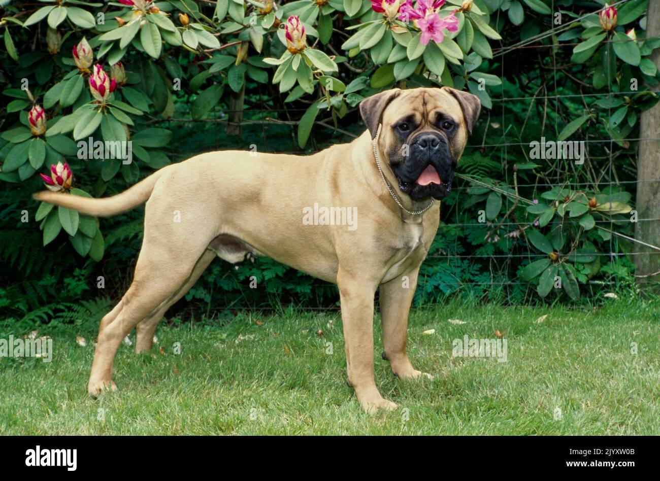 Mastiff in front of flower bush Stock Photo - Alamy