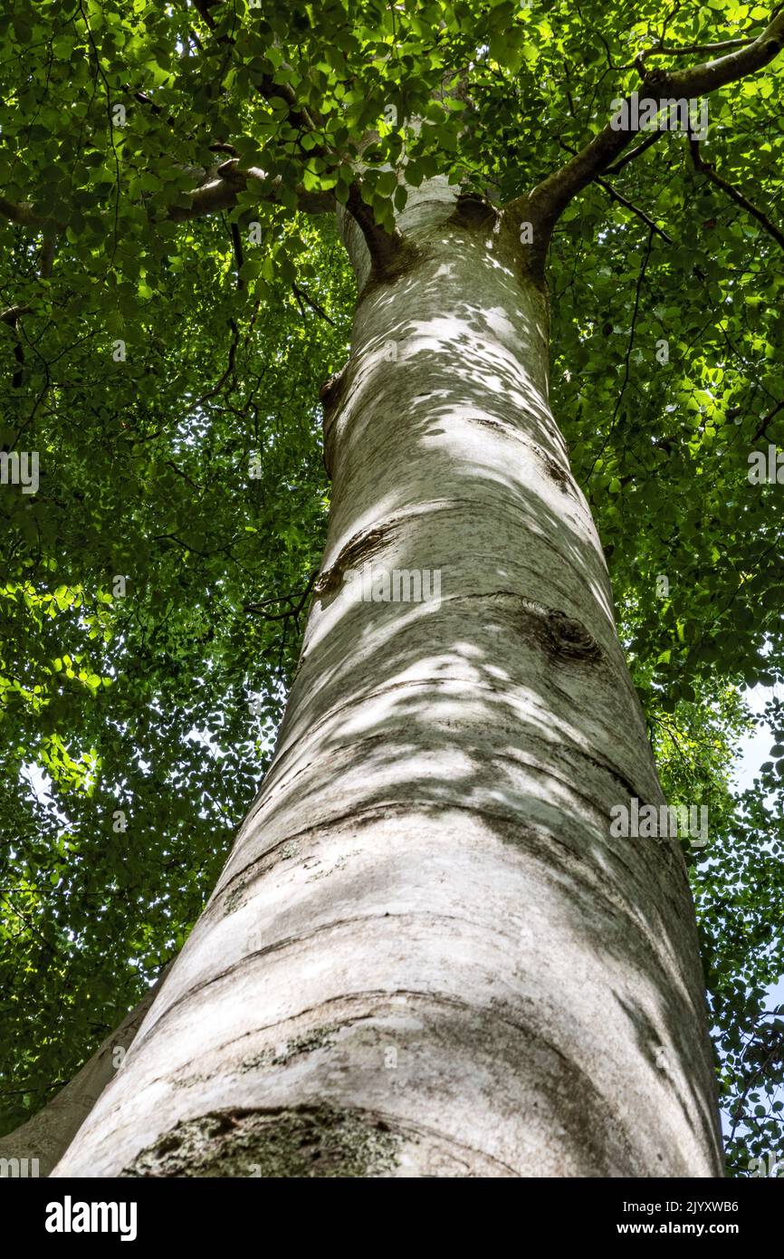 Beech tree, National Trust, Brownsea Island, Dorset, UK Stock Photo - Alamy