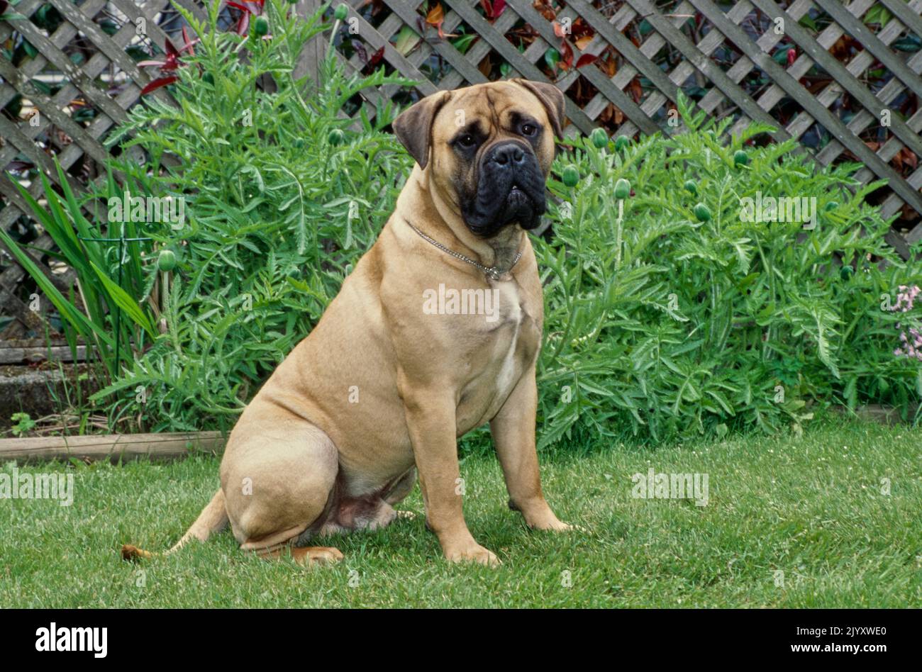 Mastiff sitting in garden looking past camera Stock Photo - Alamy
