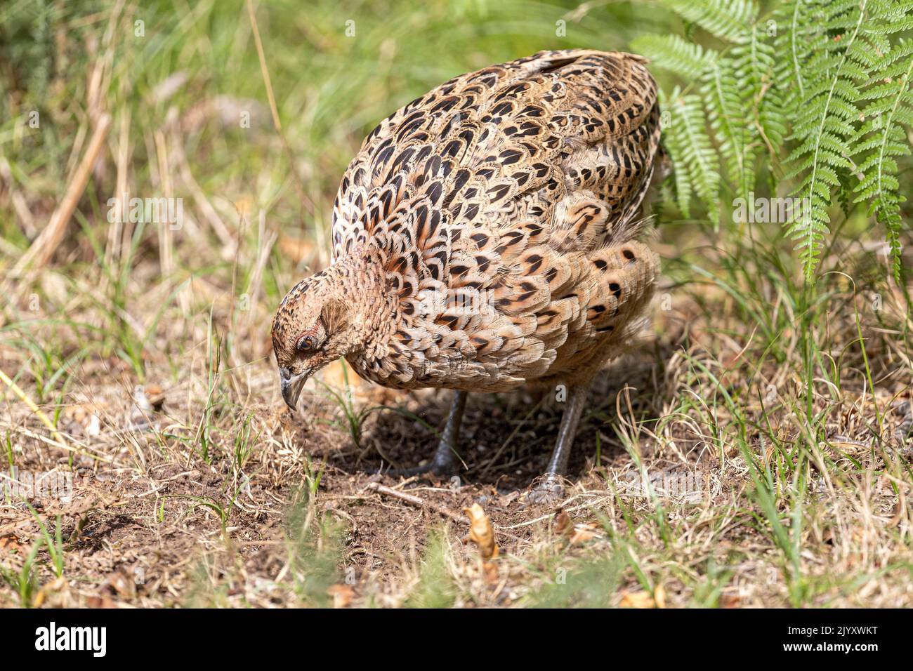 Female Common Pheasant, National Trust, Brownsea Island, Dorset, UK ...