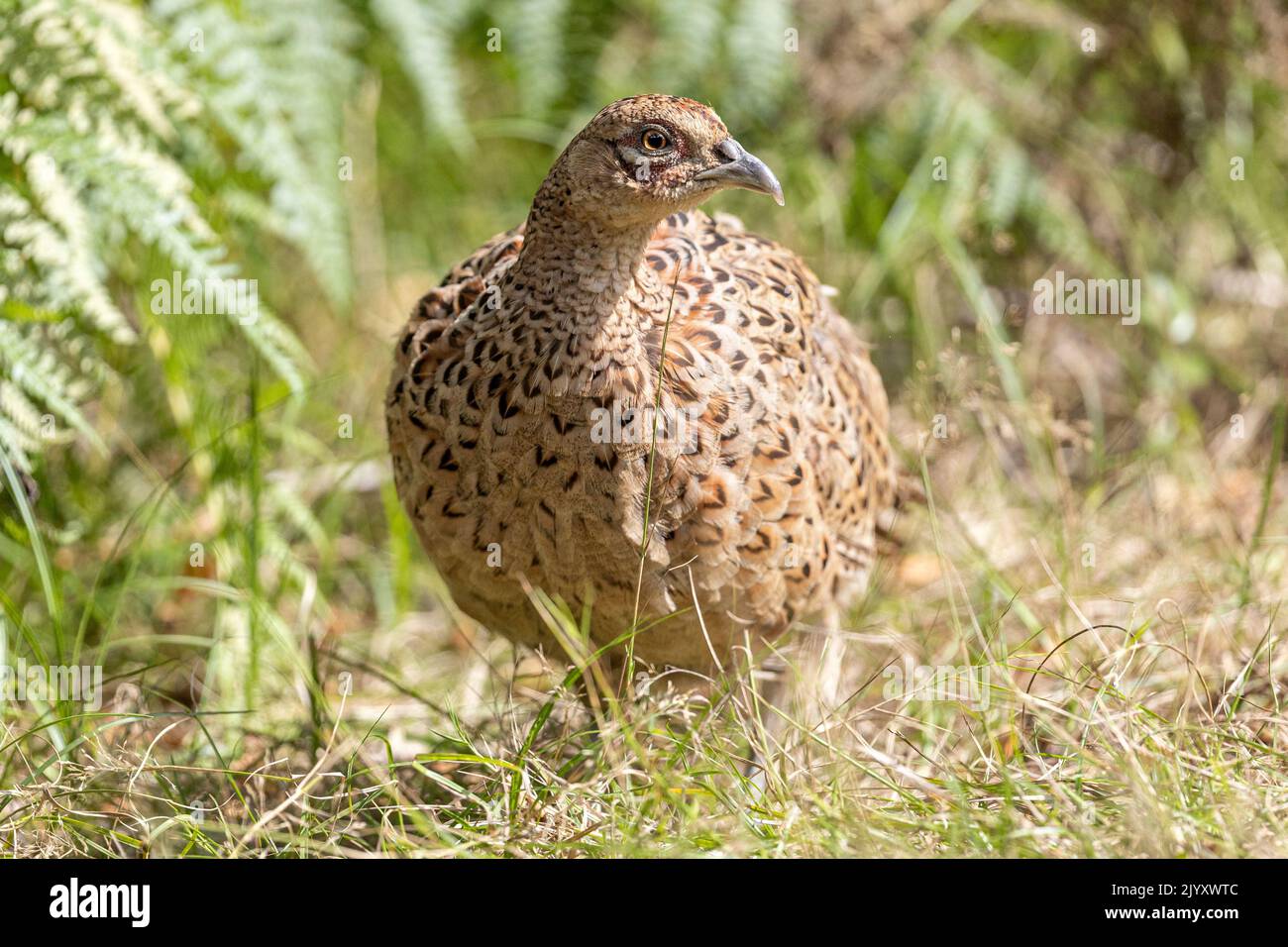 Female Common Pheasant, National Trust, Brownsea Island, Dorset, UK ...