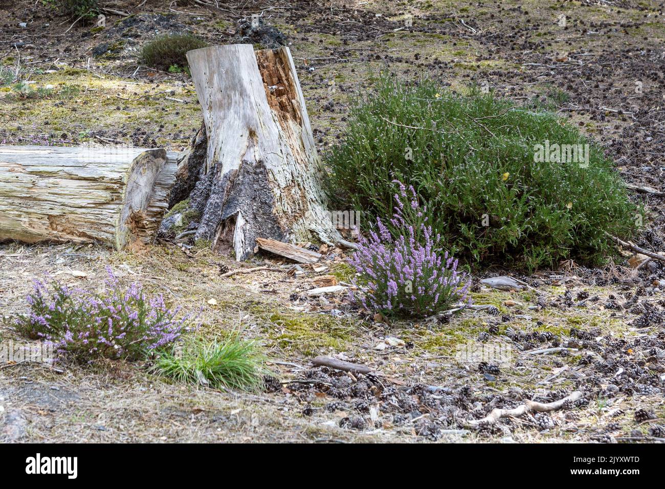 Deagd tree stump with heather, National Trust, Brownsea Island, Dorset ...
