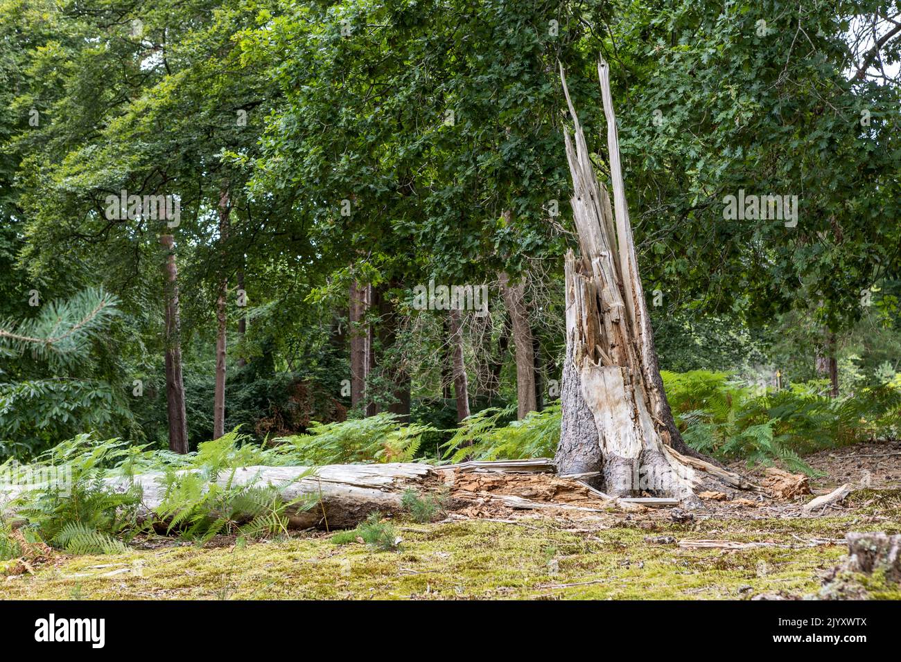 Dead and fallen tree in forest, National Trust, Brownsea Island, Dorset ...
