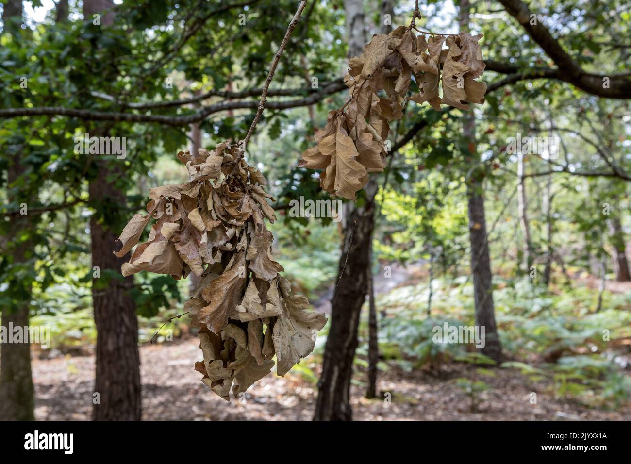 Dead twig and leaved, oak tree, National Trust, Brownsea Island, Dorset ...