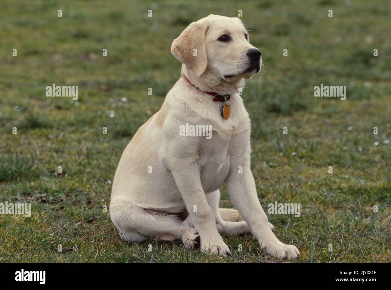 Lab looking hi-res stock photography and images - Alamy