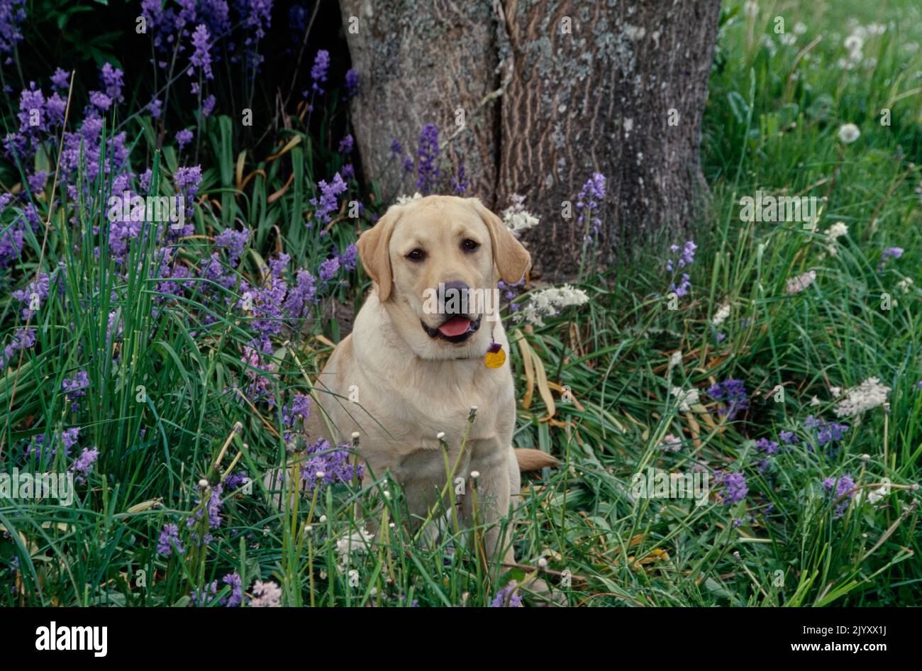 Lab tree hi-res stock photography and images - Alamy