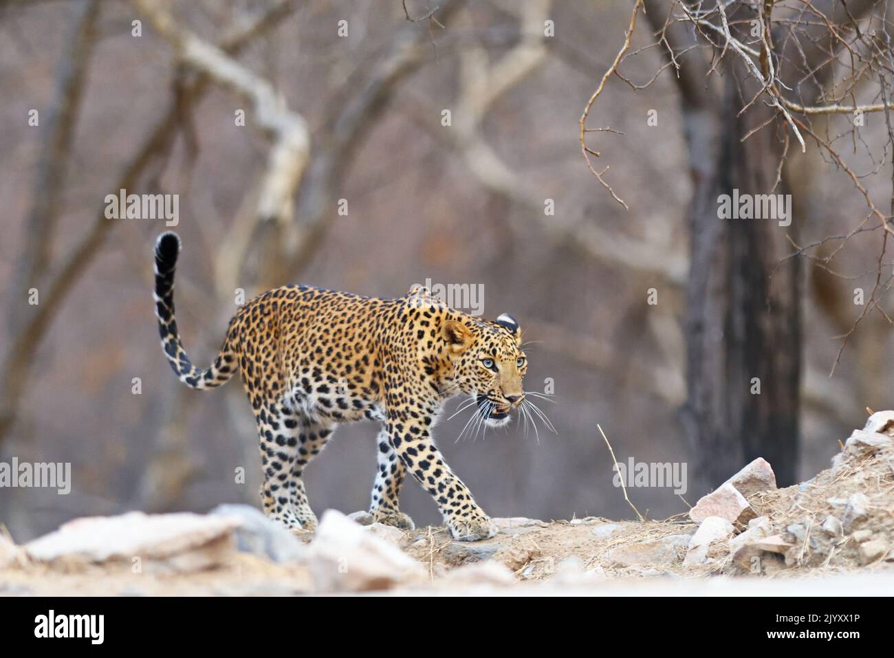Leopard approaching prey hi-res stock photography and images - Alamy