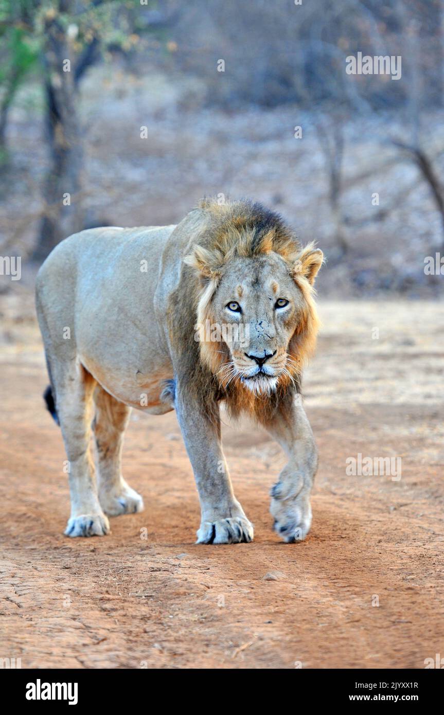 Gir lion safari hi-res stock photography and images - Alamy