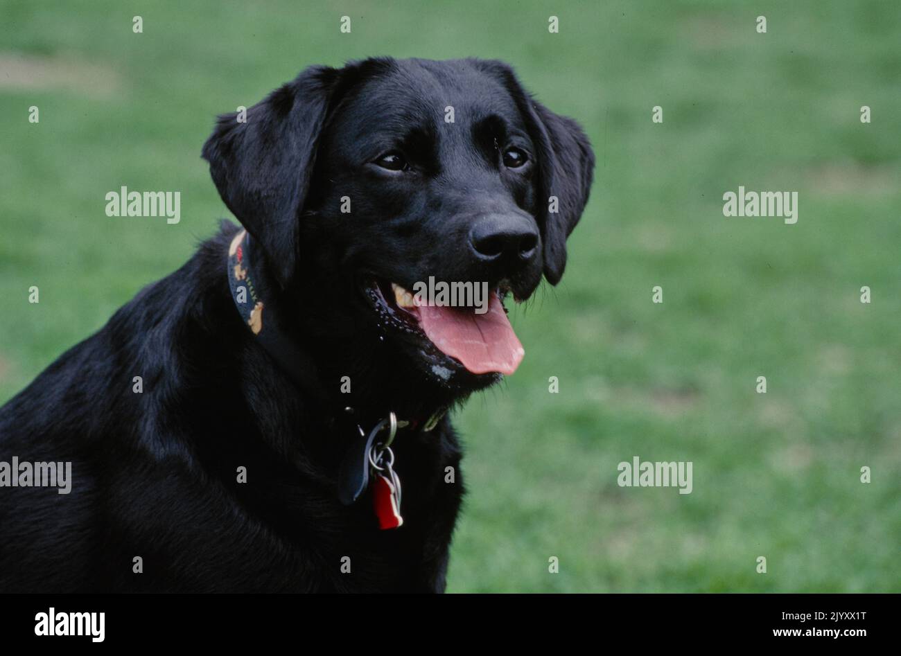 Open collar hi-res stock photography and images - Alamy
