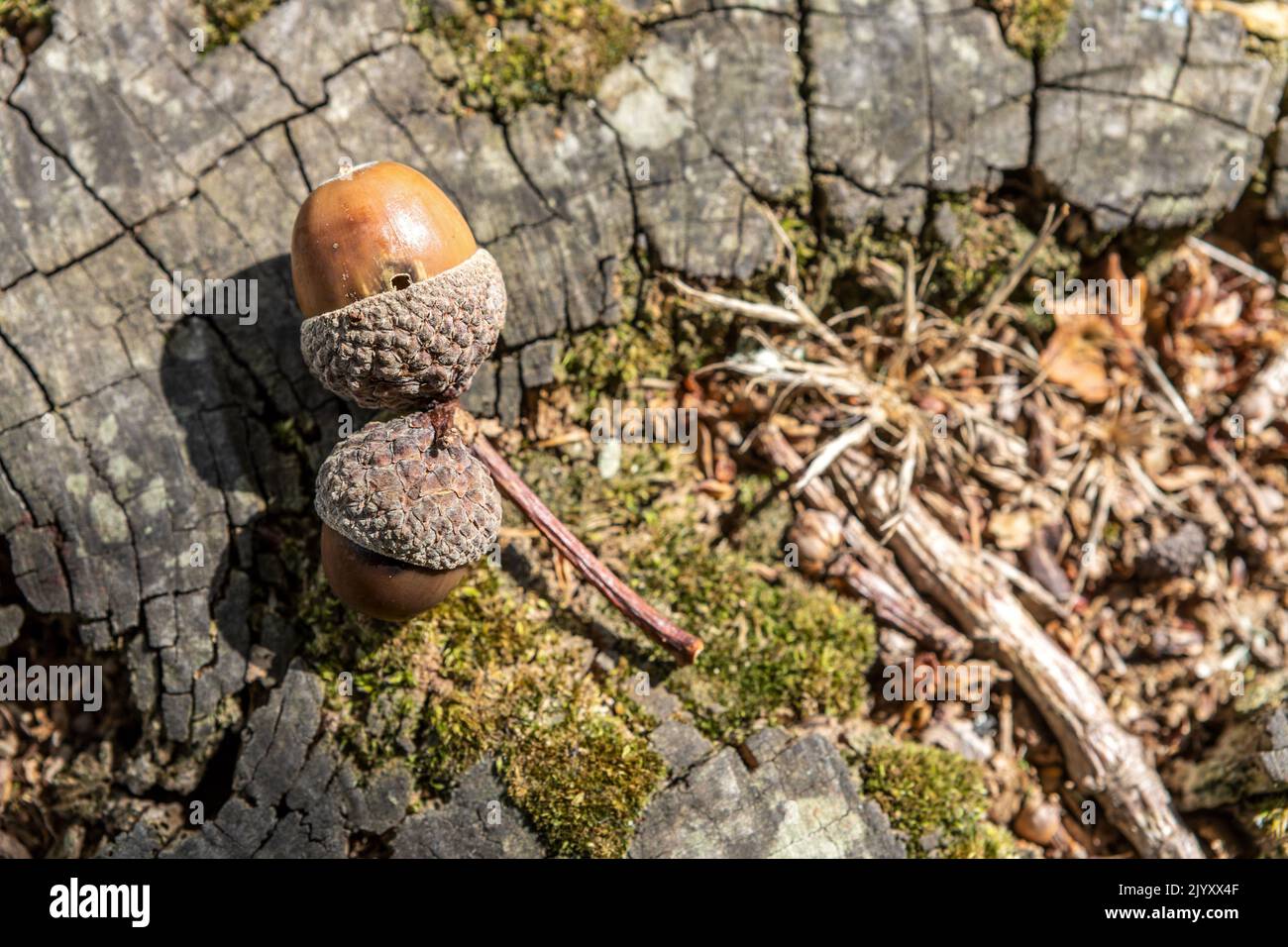 Oak tree mast hi-res stock photography and images - Alamy